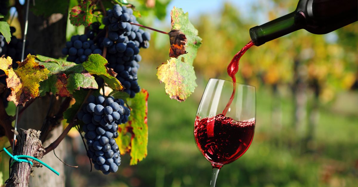 Le guide du vin casher israélien - Anavim